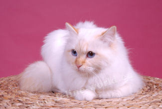 BIRMAN
